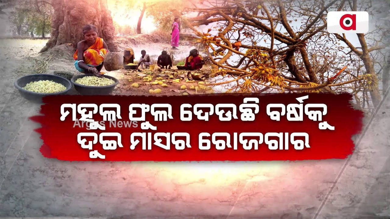 ମହୁଲ ଫୁଲ ଦେଉଛି ବର୍ଷକୁ ଦୁଇ ମାସର ରୋଜଗାର | Mahula Flower | Kandhamal ...