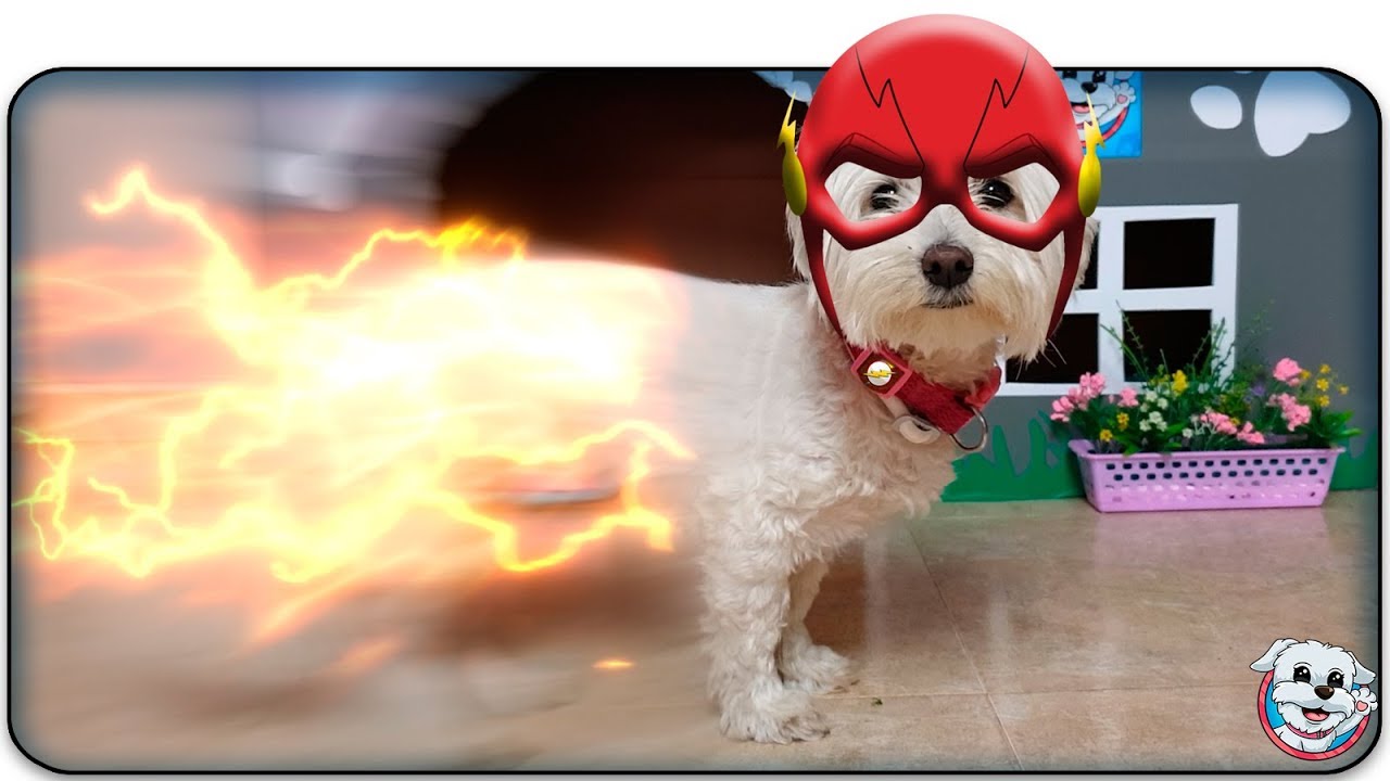 Mi PERRO tiene SUPER PODERES!💪🏻 La Perrita MÁS RÁPIDA DEL MUNDO!⚡️🐶 ...