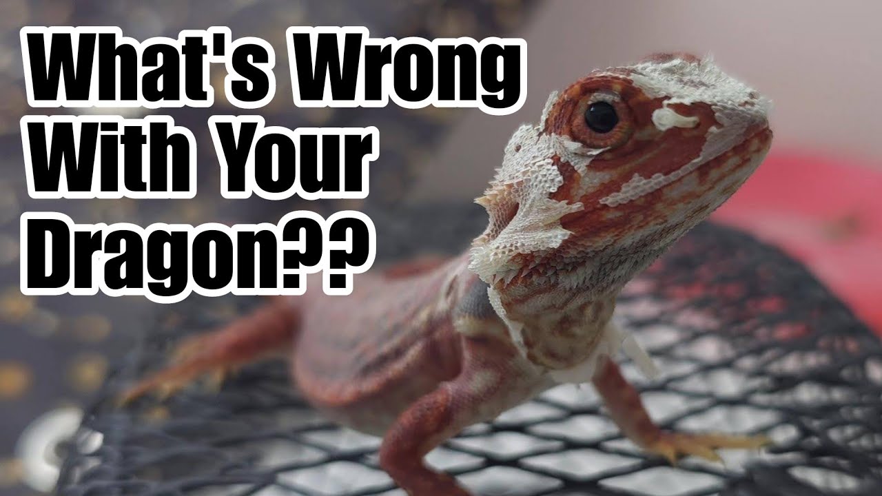 Bearded Dragon Health | Red Flags & Symptoms - YouTube