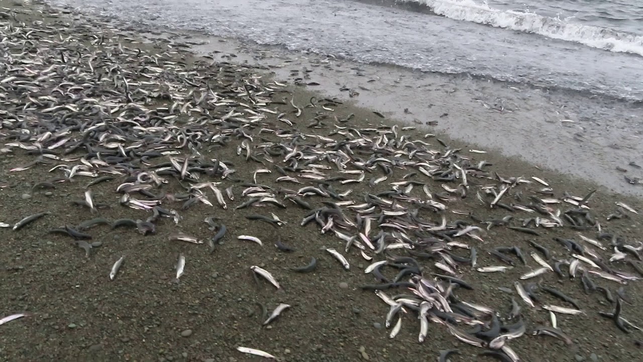 Caplin Rolling - YouTube