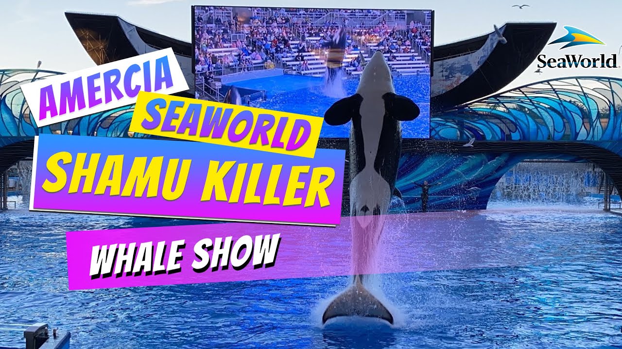American Seaworld SHAMU Killer Whale Show | USA SeaWorld Tour | Orlando ...
