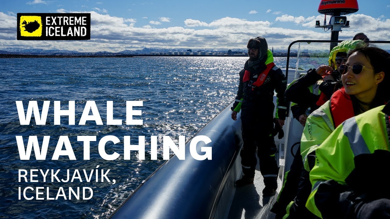 Whale Watching in Iceland - YouTube
