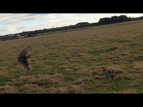Goshawk And Harris Hawk Hunting Rabbits In The Highlands. Hawks vs ...