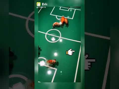 Fish playing a football video - YouTube