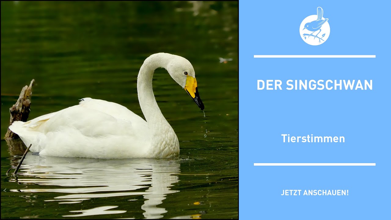 Tierstimmen: Der Singschwan - Whooper swan - Cygnus cygnus (4k) - YouTube