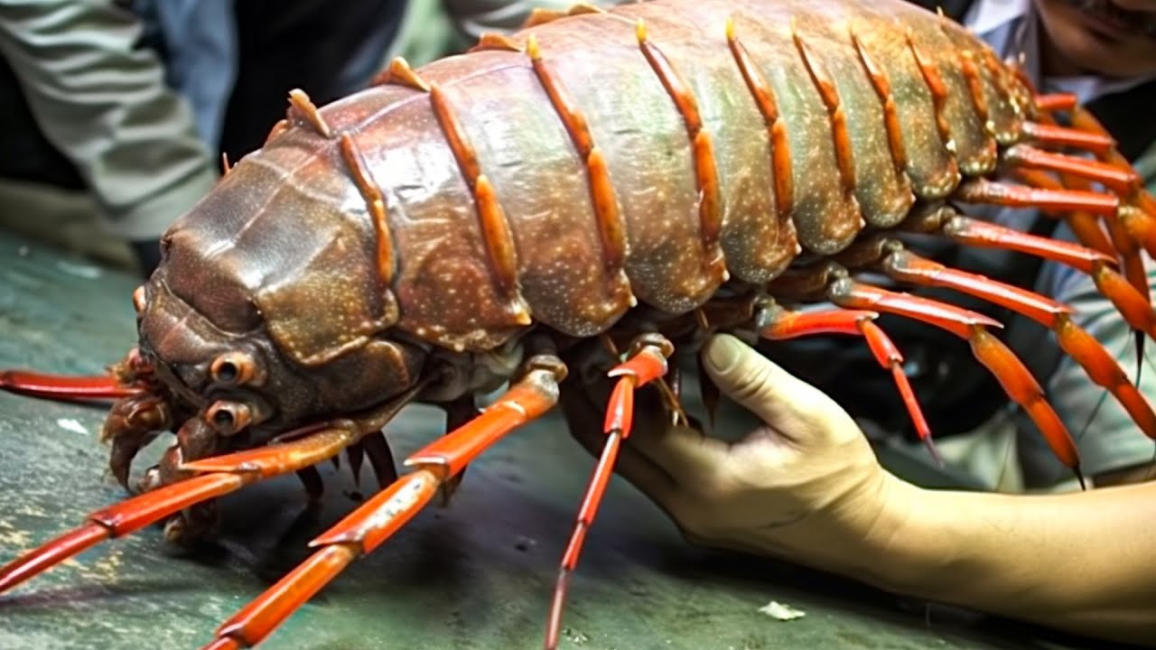 Top 15 Most Deadly and Dangerous Insects - YouTube