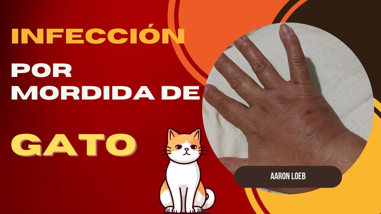 Mordida De Gato Inflamada - RETOEDU