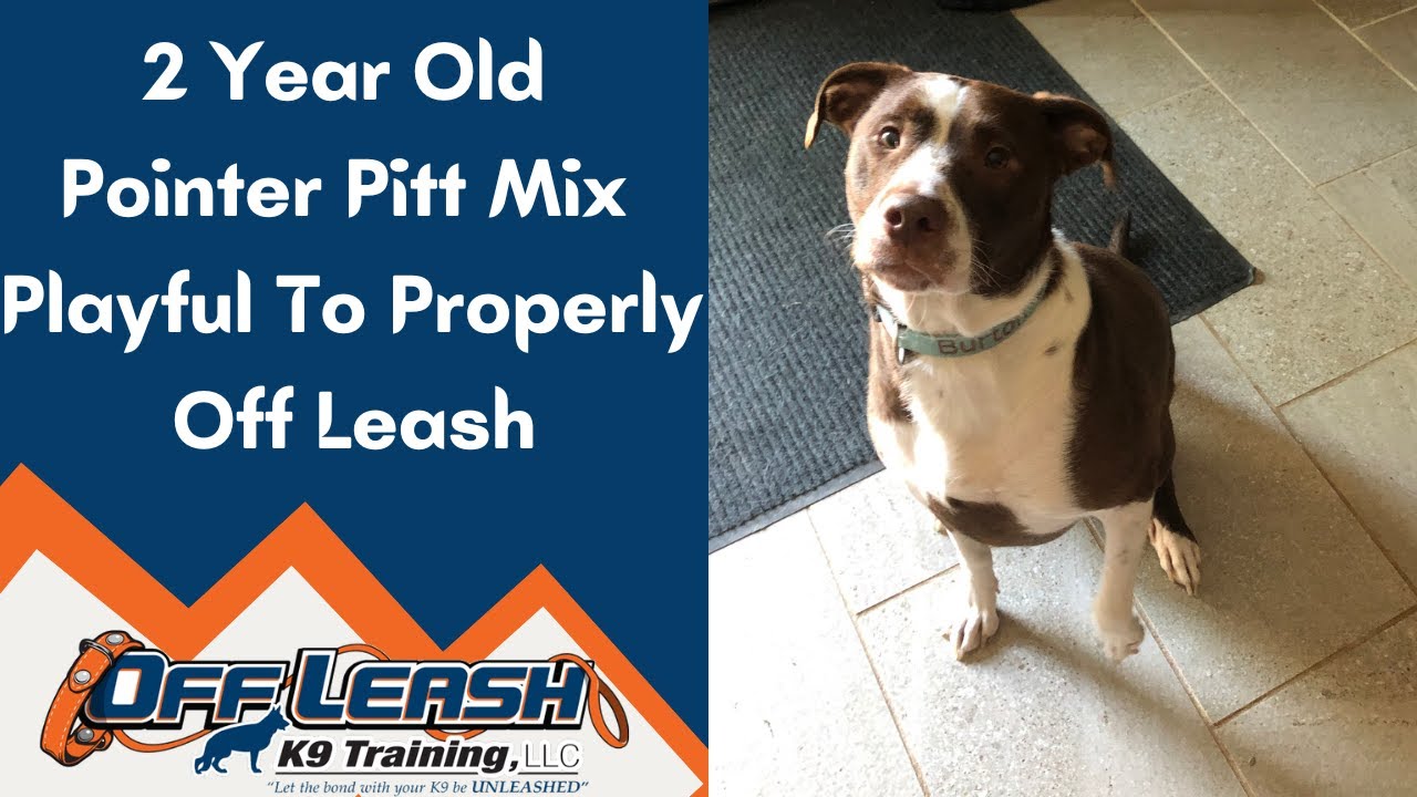 St Louis Dog Trainers - 2 Year Old Pointer Pitt Mix Playful To Properly ...