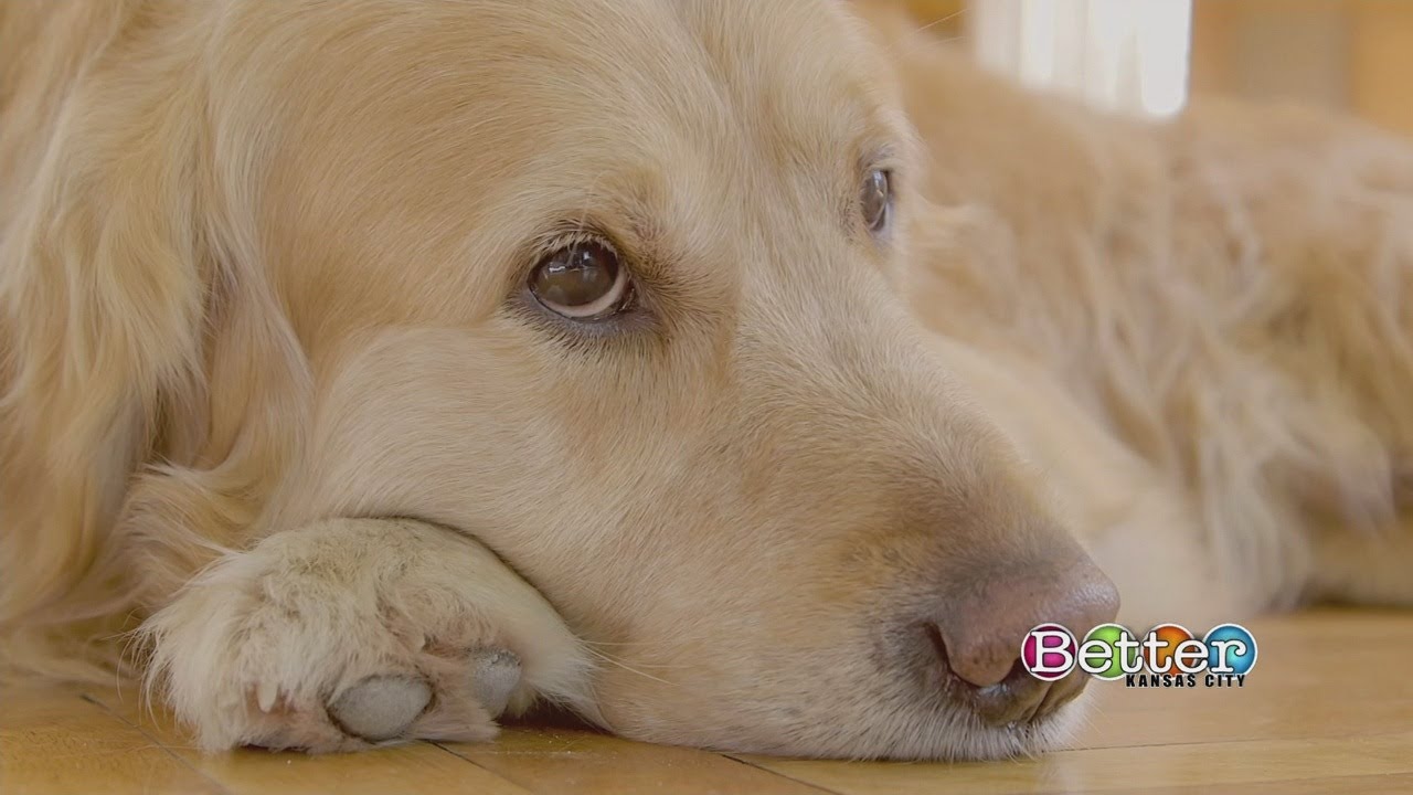 Health Benefits To Walking The Dog YouTube health-benefits-to-walking-the-dog-youtube