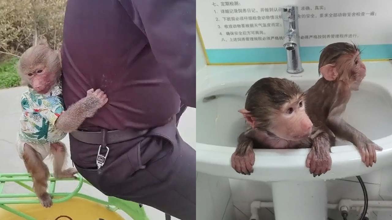 Yoyo monkey mix family |Yoyo Monkey Family Yoyo monkey EP16 - YouTube