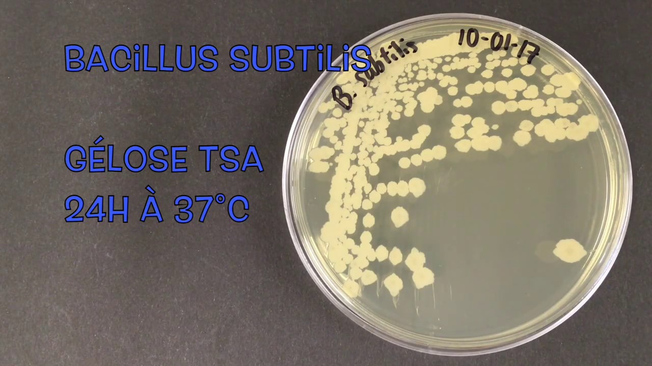 Bacillus subtilis - YouTube
