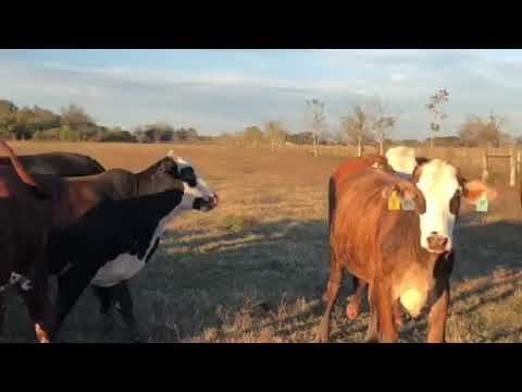 F1 braford, F1 brangus Bred heifers and 2nd calf cows - YouTube