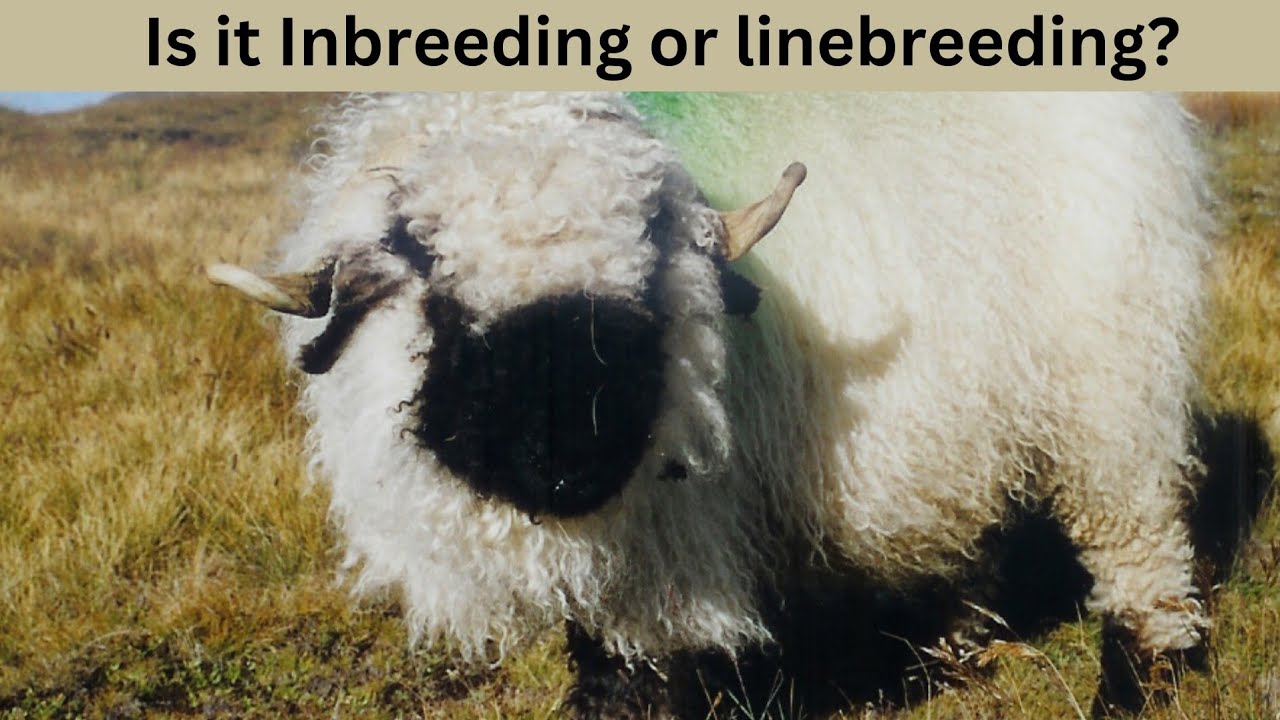 Is it Linebreeding or Inbreeding? NZ Blacknose Valais secret they don't ...