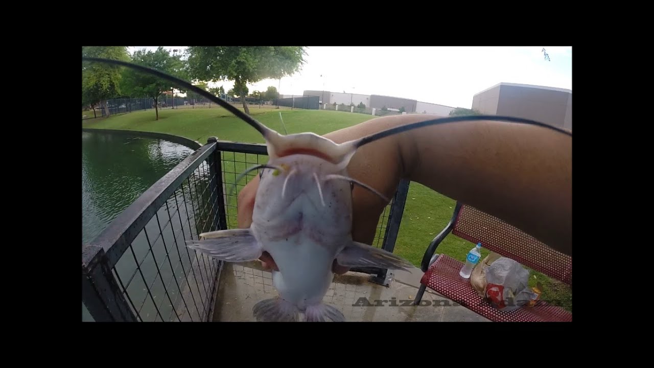 Arizona Adam Urban Channel Catfish Fishing - YouTube