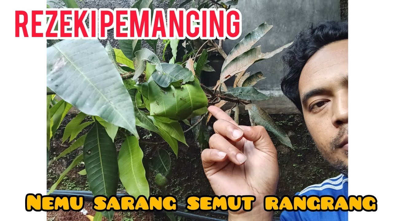 semut rang rang bersarang di pohon mangga kecil depan rumahku - YouTube