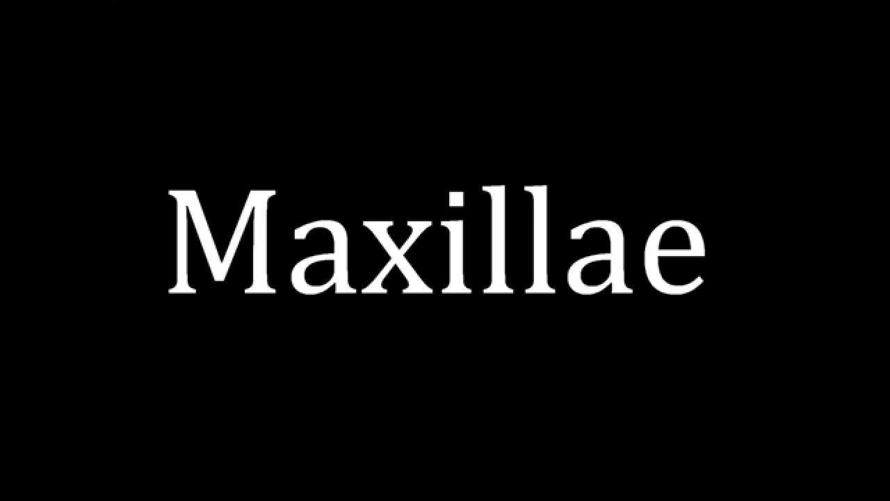 How to pronounce Maxillae - YouTube