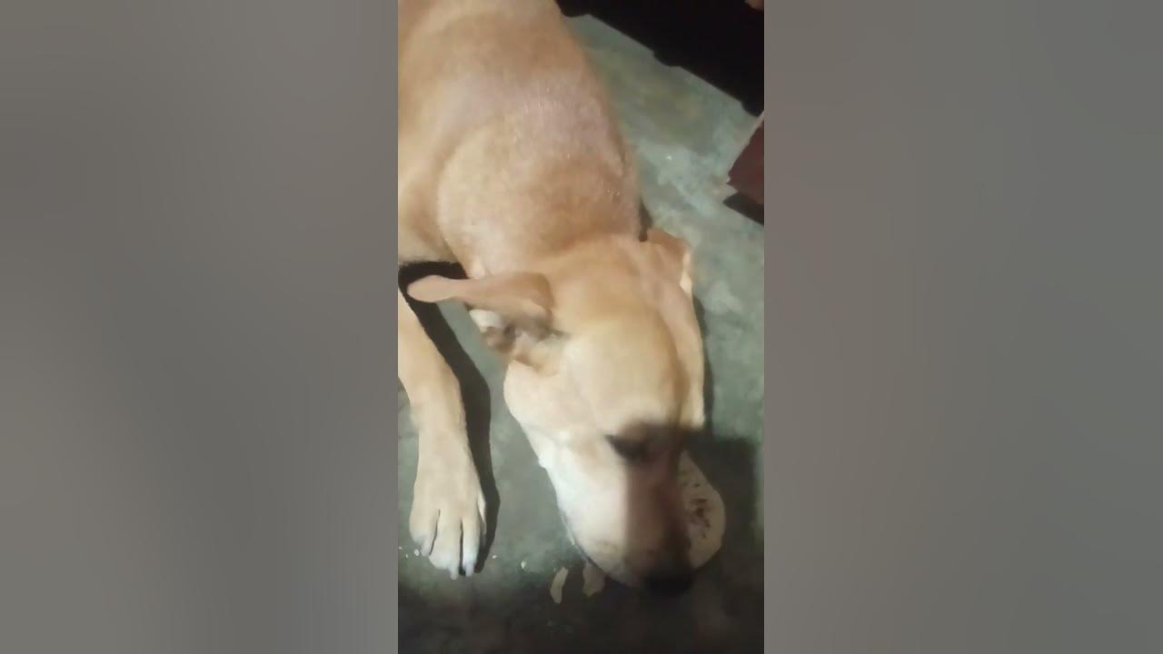 Paapi Pet YouTube paapi-pet-youtube