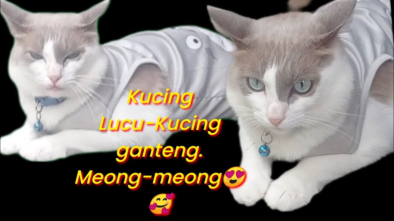 kucing meong meong,, kucing pake baju,, lucu,, cute cat,, kucing ...