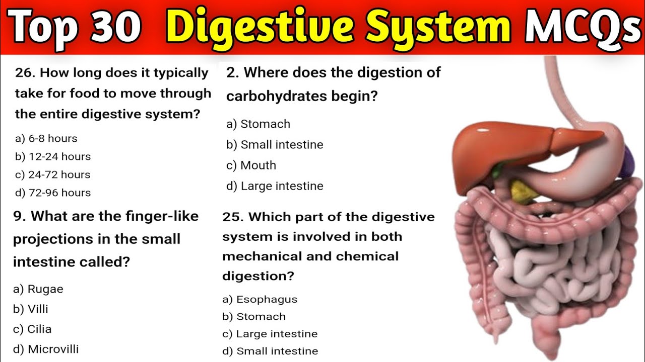 Human Digestive System MCQs || KMU CAT 2nd Test Preparation - YouTube