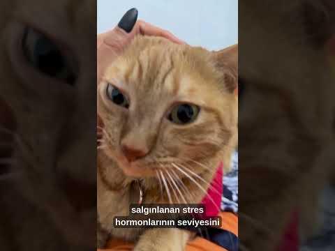 Yıla Veda Ederken Kedilerinize Teşekkür Ettiniz mi? | Sessiz Destekleriyle Bir Yılı Daha Devirdik