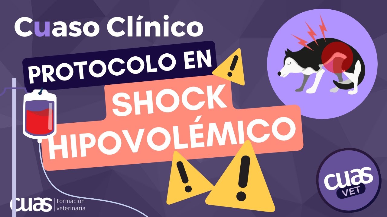 💥 Shock Hipovolémico 💥 ¿Qué protocolo seguir en esta urgencia ...