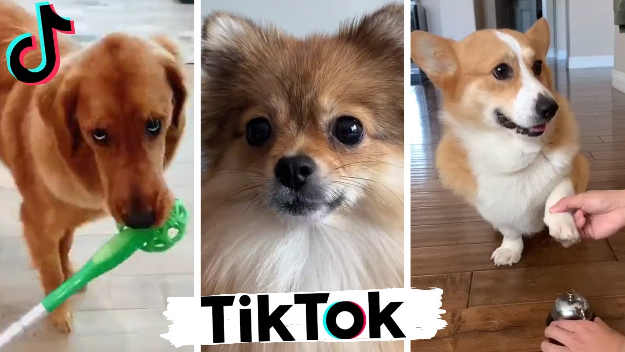 TIK TOK Doggos That Will Make You Laugh ~ Cutest TikTok Puppies - YouTube
