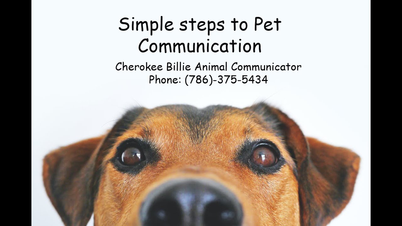 Simple steps to Pet Communication - YouTube