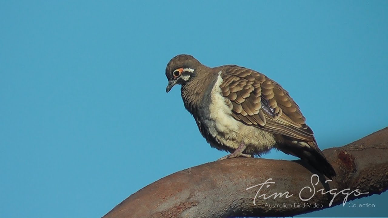 Squatter pigeon Clip 3/3 HD VIDEO Australian Bird Media - YouTube