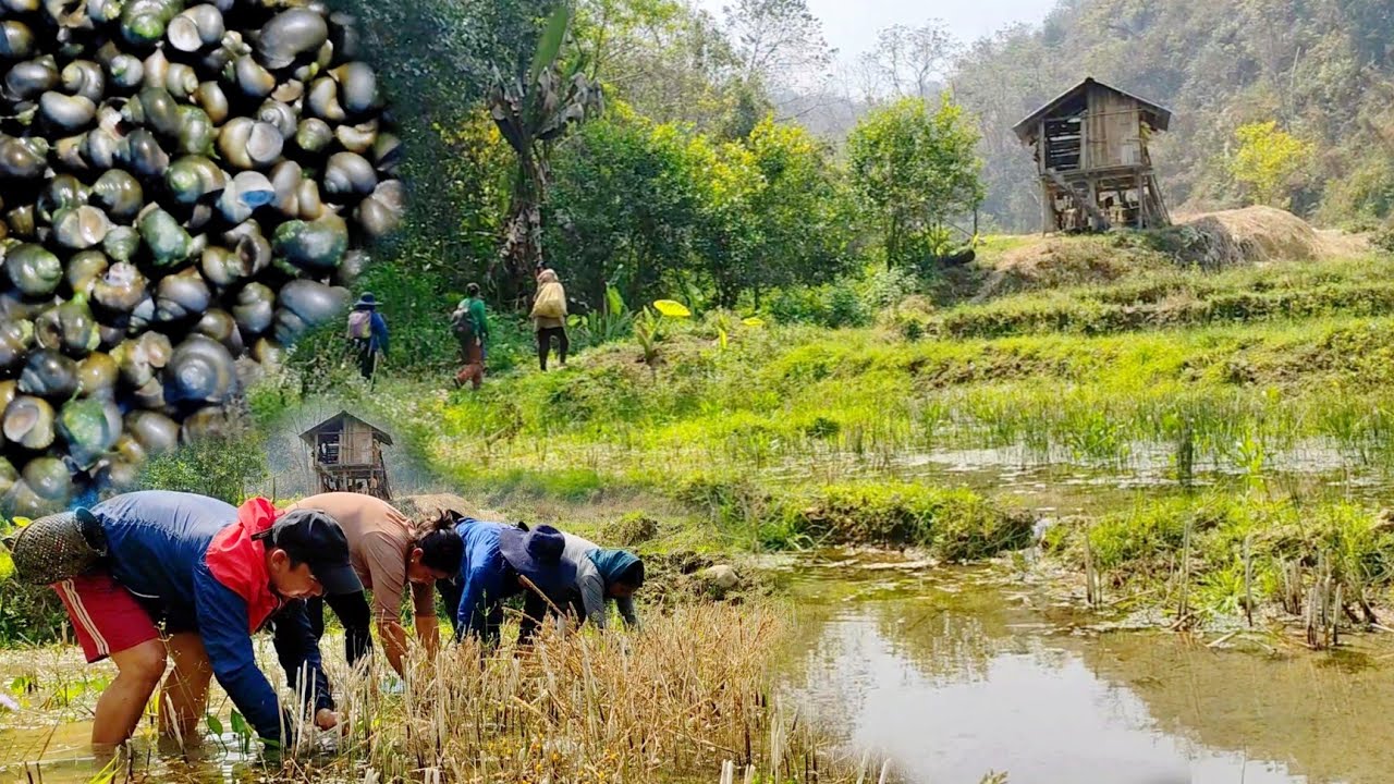 Village life in Manipur//Catch Snails at paddy field//Northeast India ...