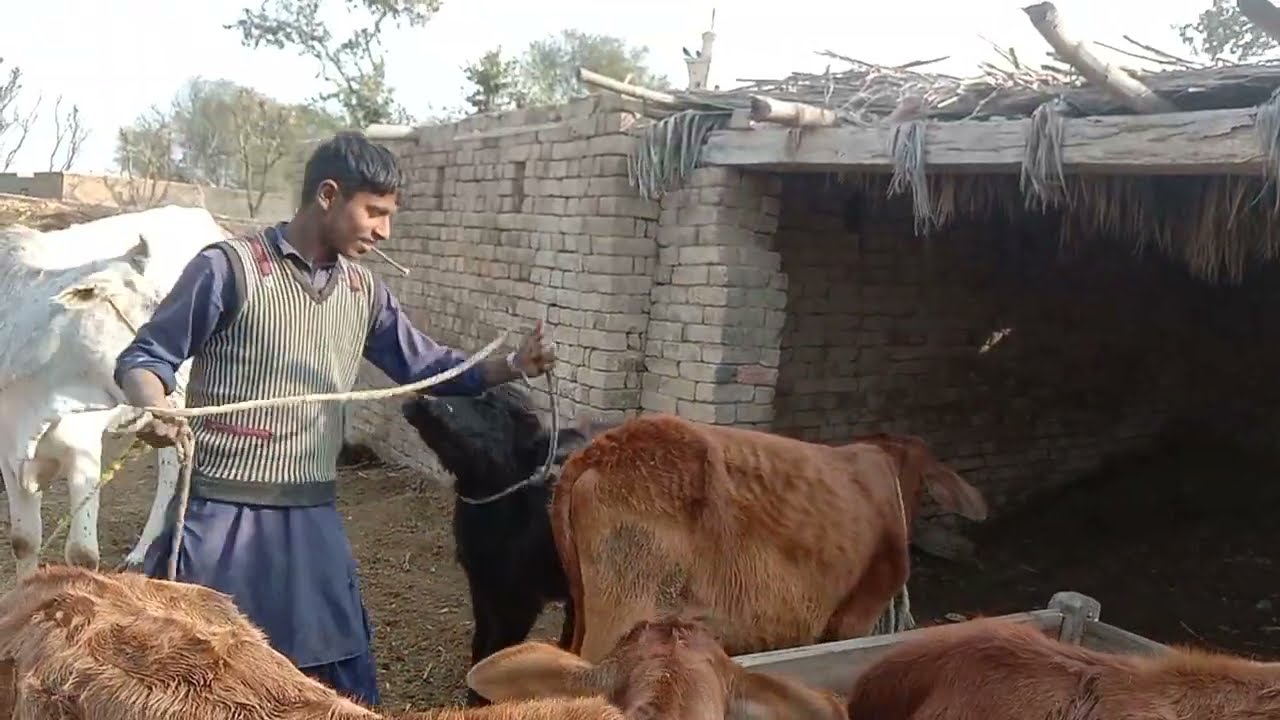 Samal bafellow and bull meeting🥲 - YouTube