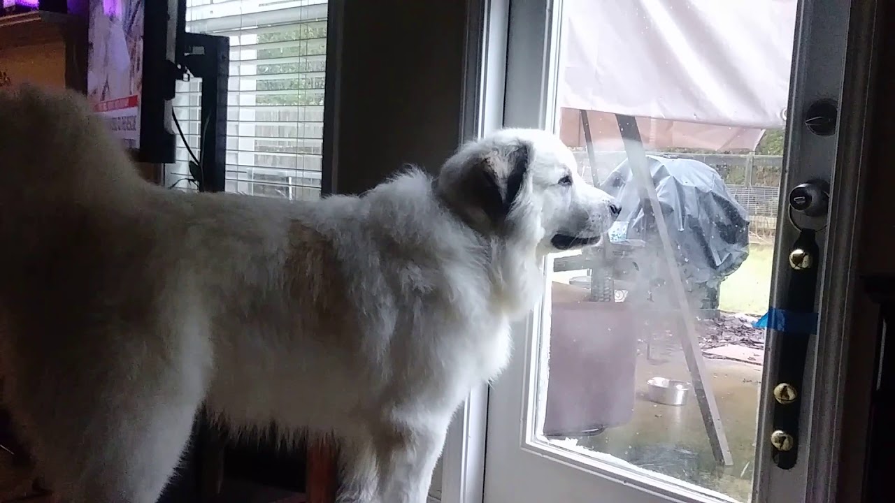 Great pyrenees bark bark bork - YouTube