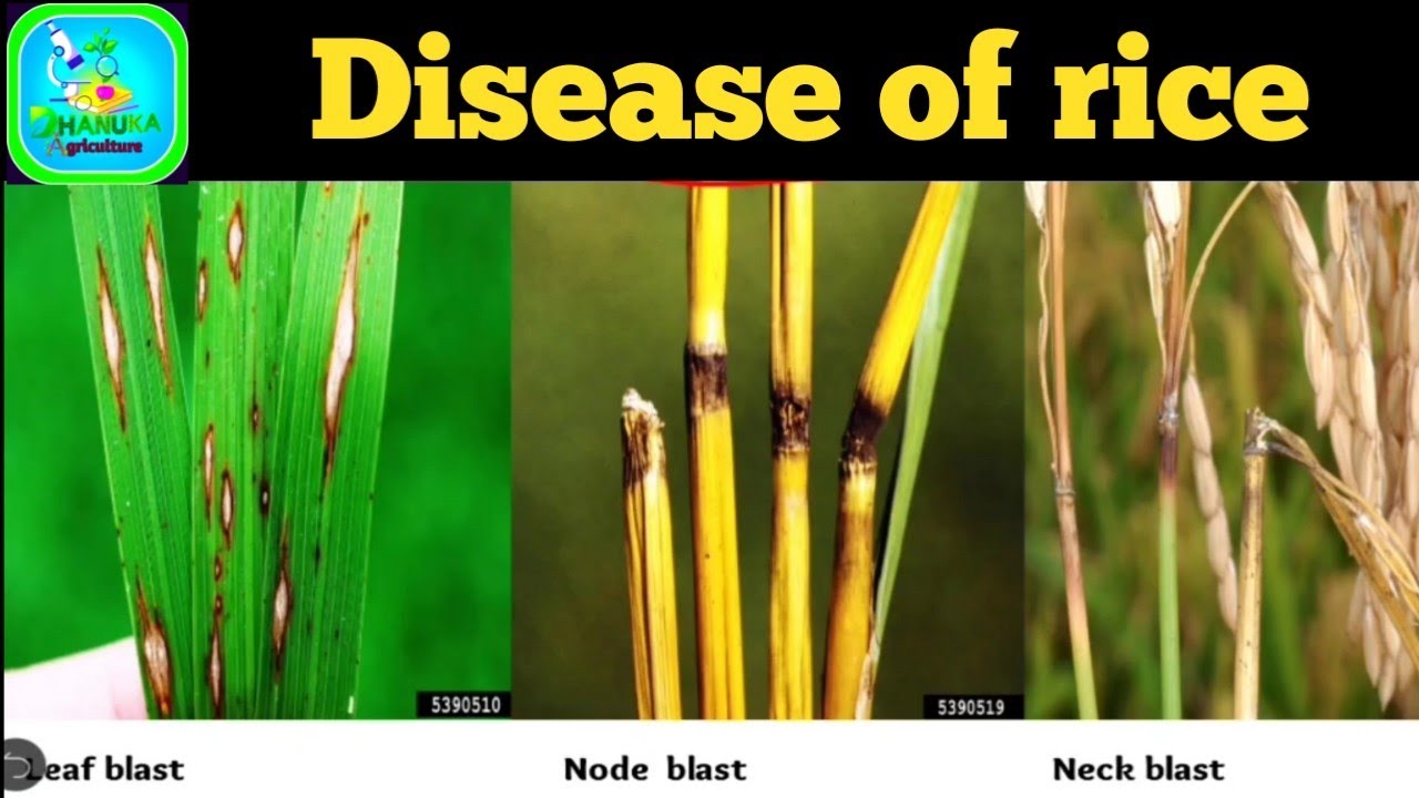 Disease of rice | Blast | leaf spot | sheat rot - YouTube