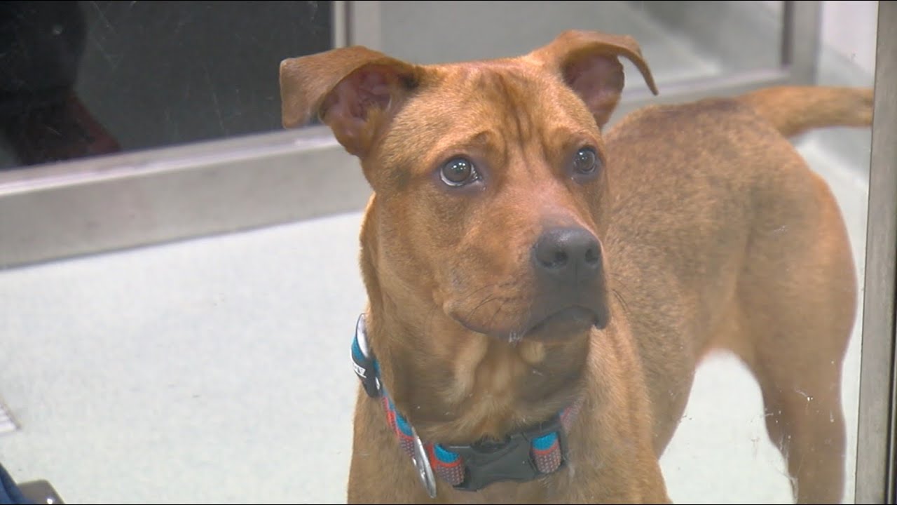 SPCA Serving Erie County offers free service to pet owners looking to ...