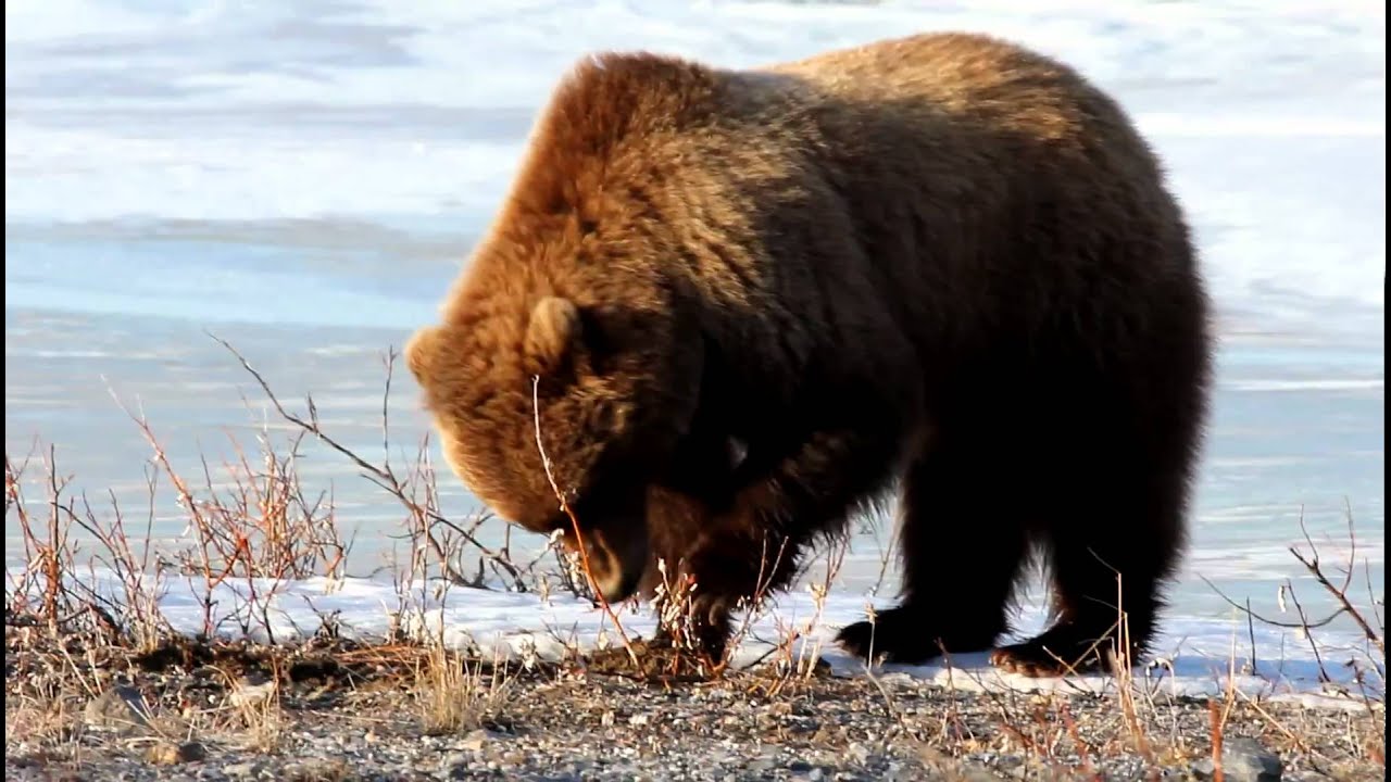 Grizzly Bear Digging for Roots - YouTube