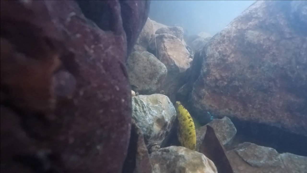 Goby Sicydium plumieri Cetí. - YouTube