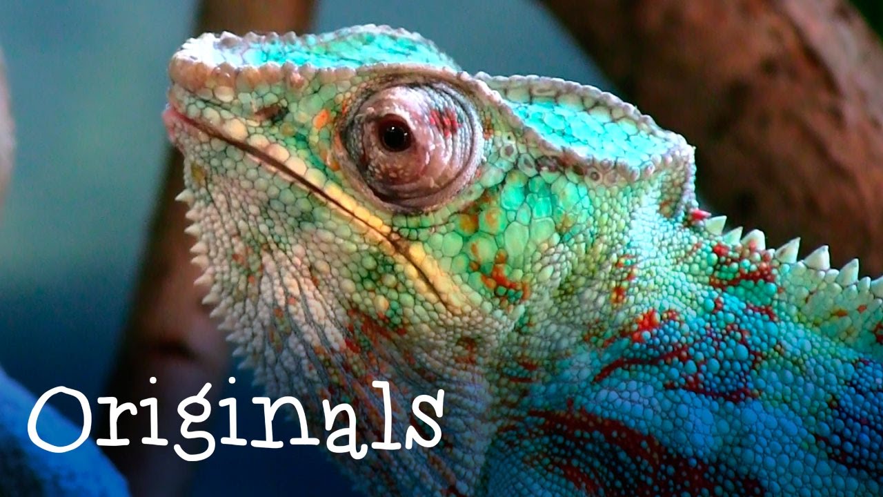Exotic animals: 5 things you need to know - YouTube