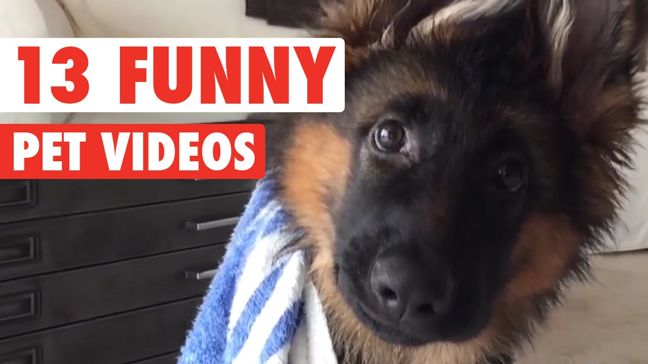 13 Hilarious Pet Videos Compilation 2016 - YouTube