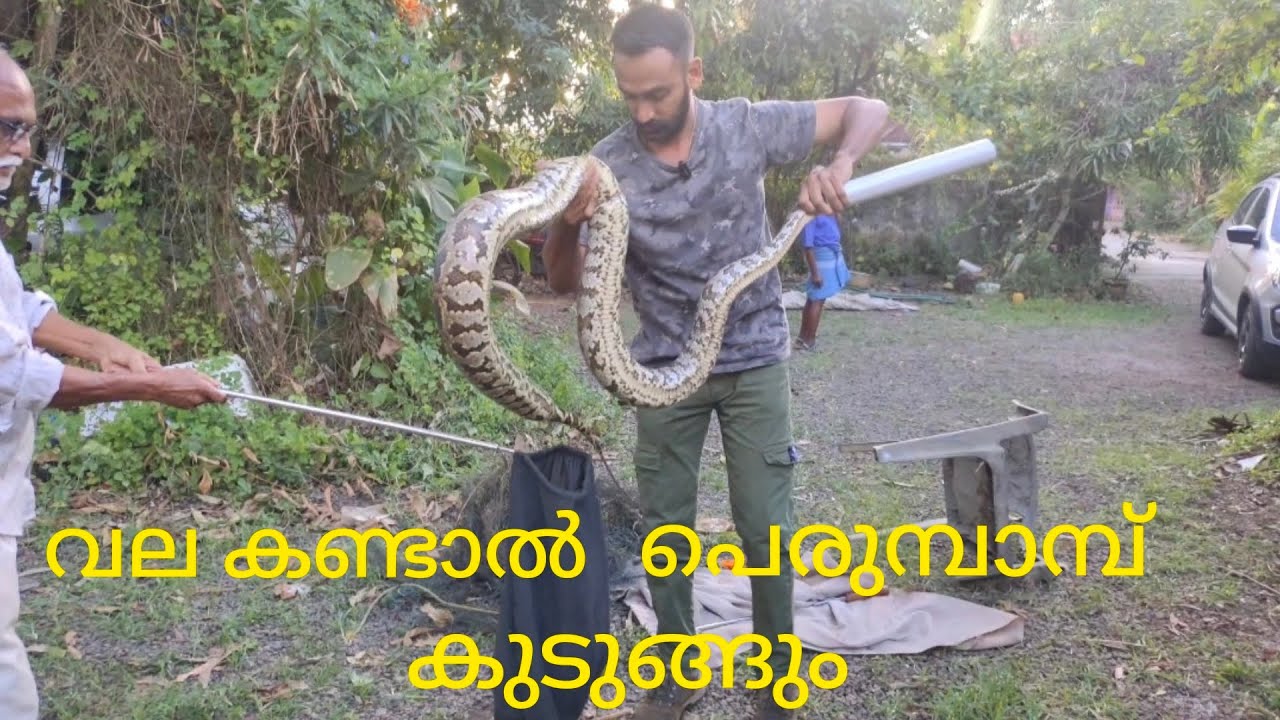 Snake Rescue|Python|പെരുംപാമ്പ് വലയിൽ കയറി കുടുങ്ങി #trending #shortsfeed #shortsyoutube #snake ...