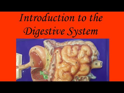 Introduction to the Digestive System - YouTube