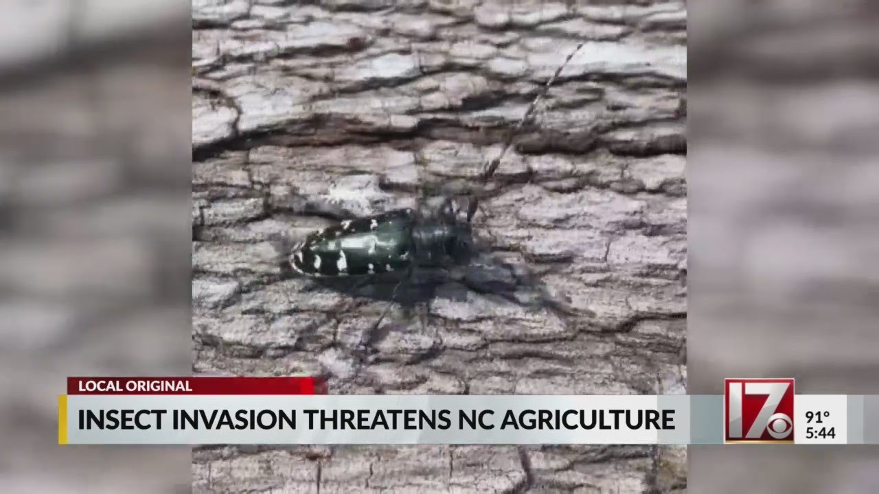 2 invasive species of bug getting too close to North Carolina for ...