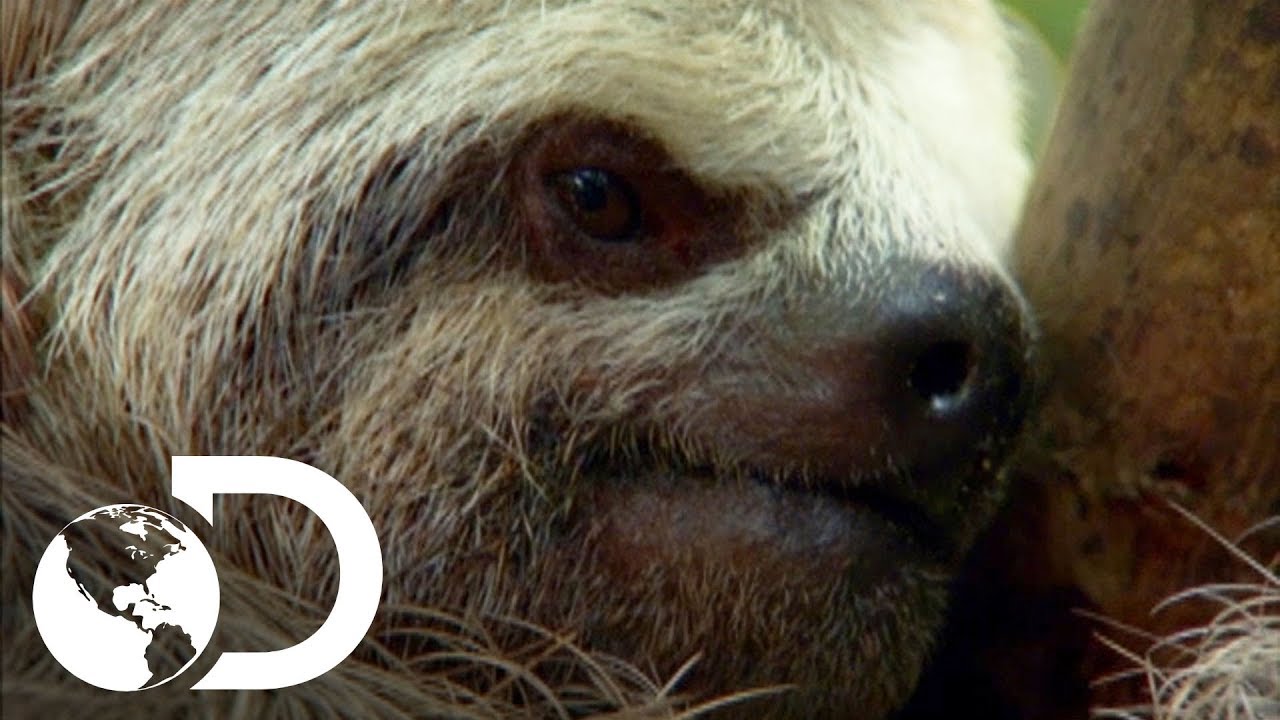 ¿Cómo se ha adaptado el perezoso a la selva? | Latinoamérica salvaje ...