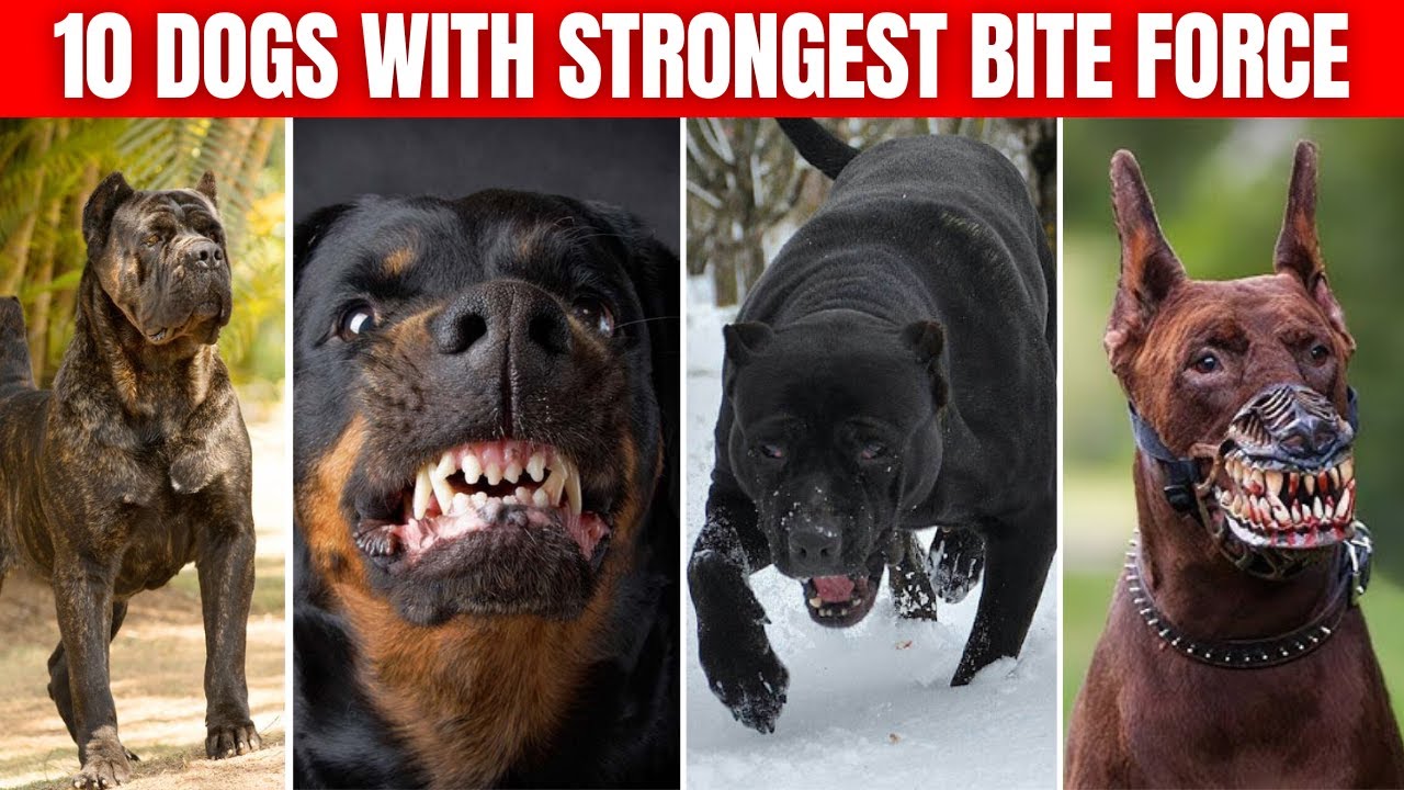 Top 10 Dogs with Strongest Bite Force. - YouTube