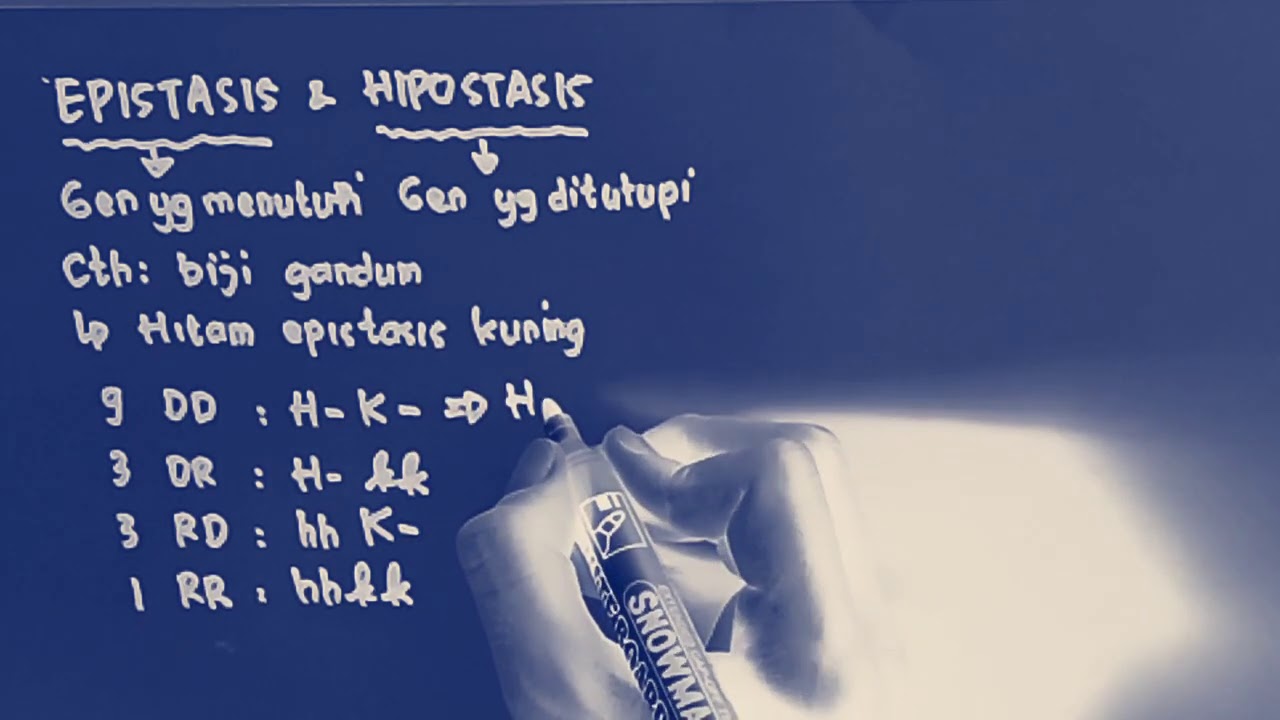 EPISTASIS DAN HIPOSTASIS - YouTube
