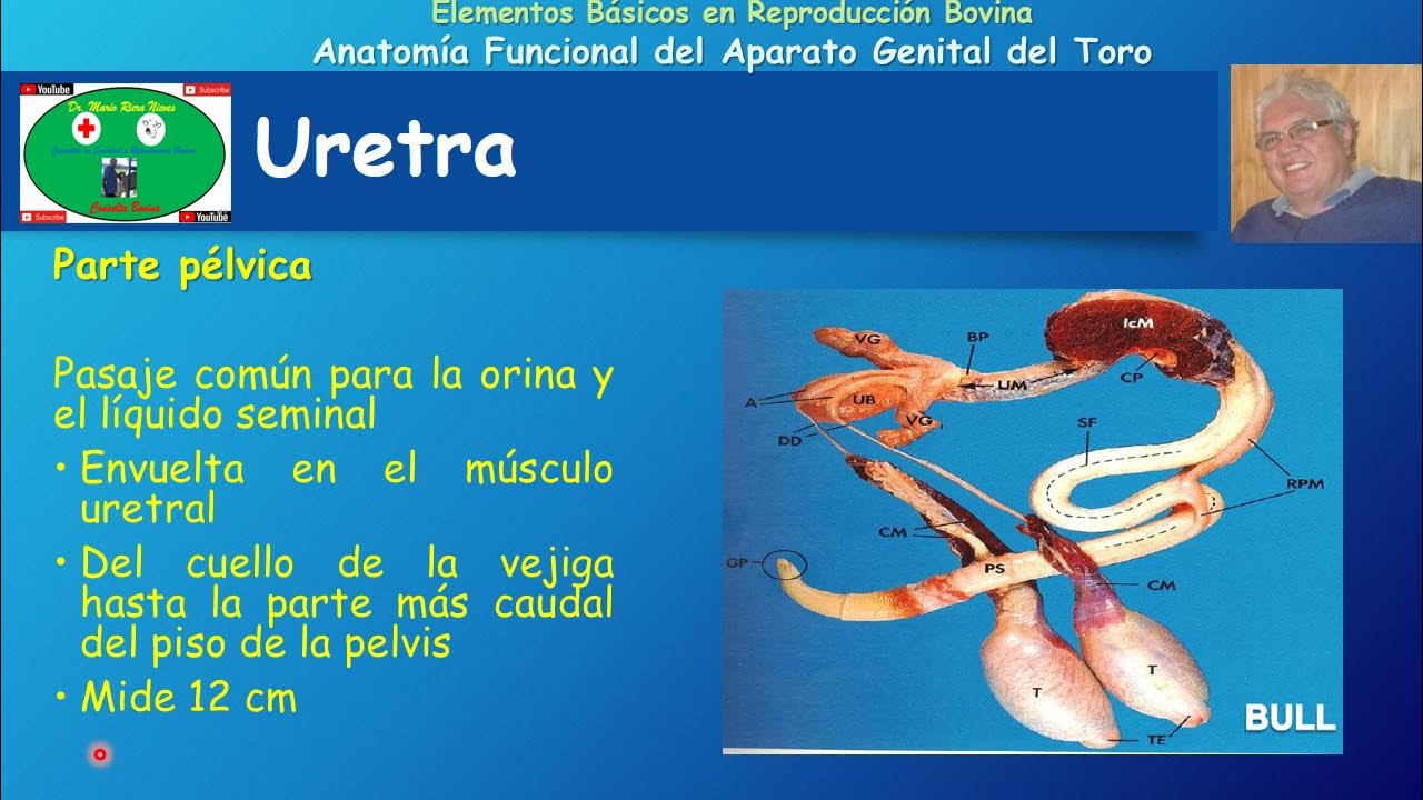 Anatomía Funcional Del Aparato Genital Del Toro Parte 3 Estructura Y