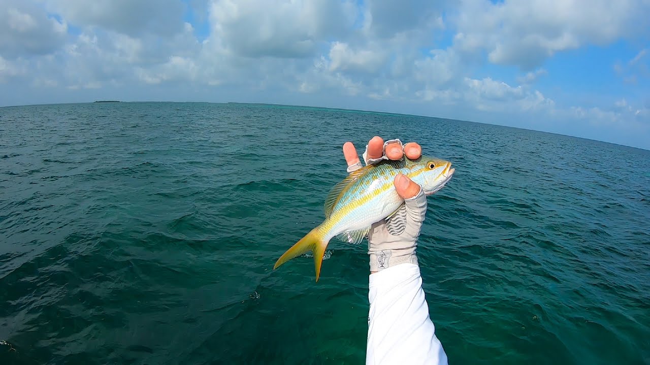 Sea Trout, Yellow Tail. Lower Key, Florida - YouTube