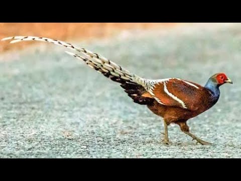 Mrs Hume's pheasant (Syrmaticus humiae) male - YouTube