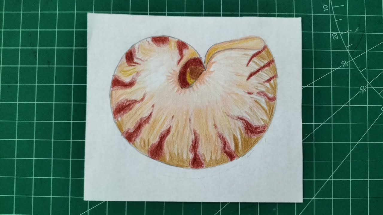 How to Draw a Nautilus Shell | colored pencils - YouTube