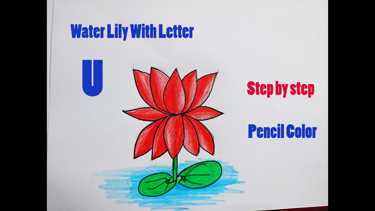 Drawing Waterlily| HowTo Draw Waterlily| Waterlily Draw| Shapla Draw ...