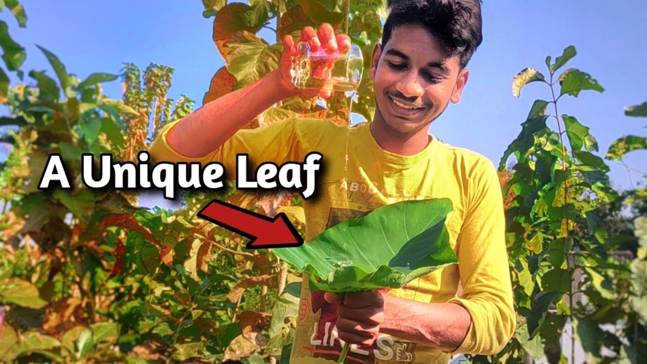 A Unique Leaf Expriment | Kumar Leaf Test @MRINDIANHACKER | My Unique ...