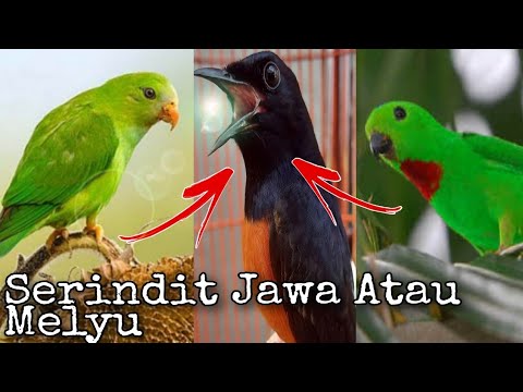 Serindit Jawa Atau Serindit Kalimantan Yang Cocok Untuk Masteran Murai ...